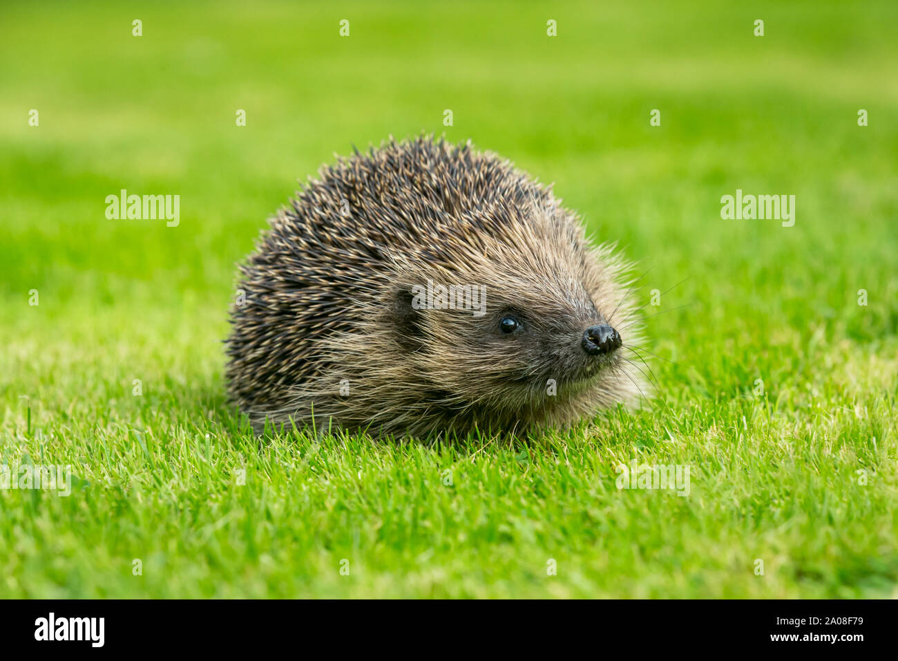 European Hedgehog