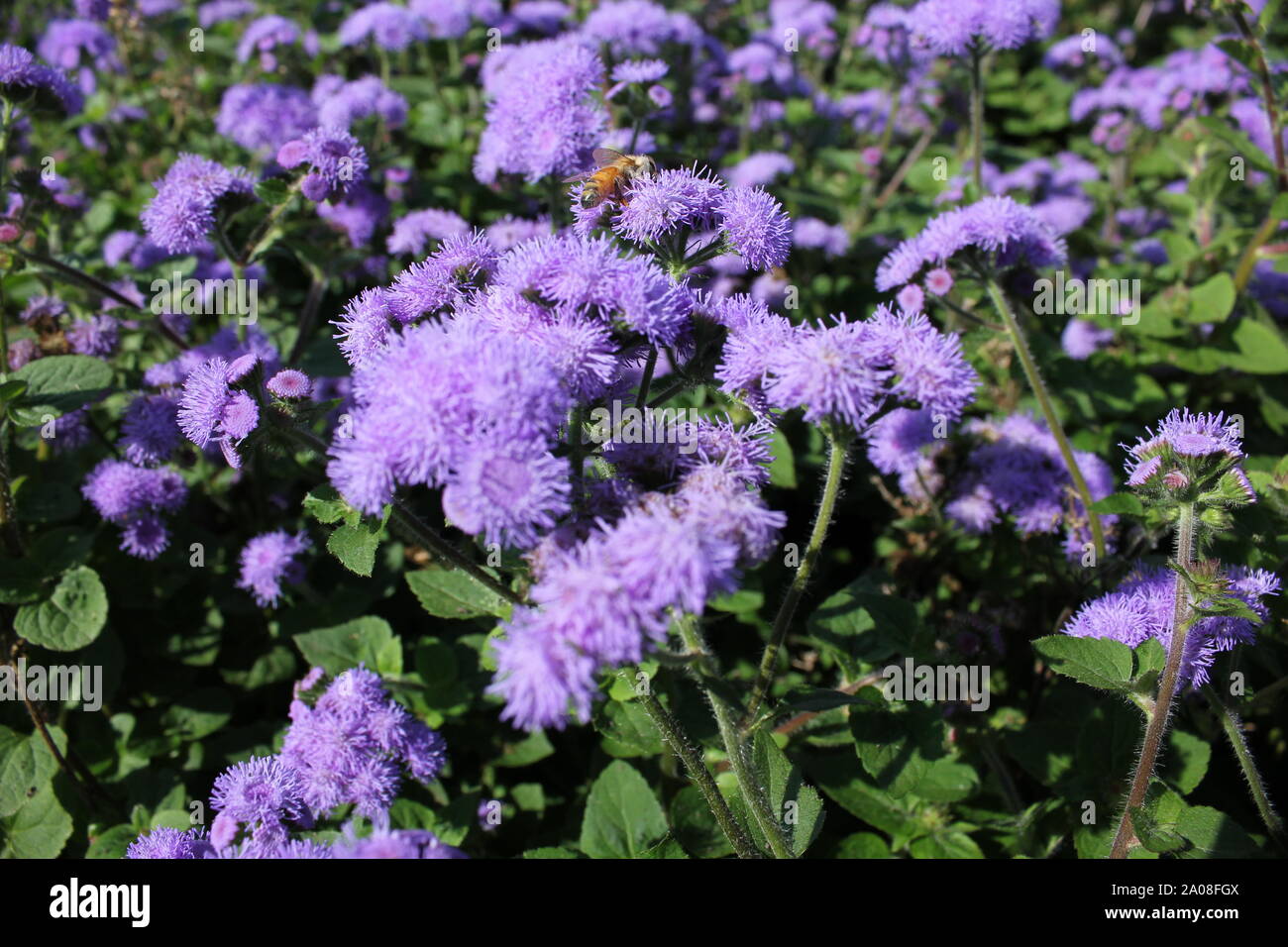 Makhmali flower hi-res stock photography and images - Alamy