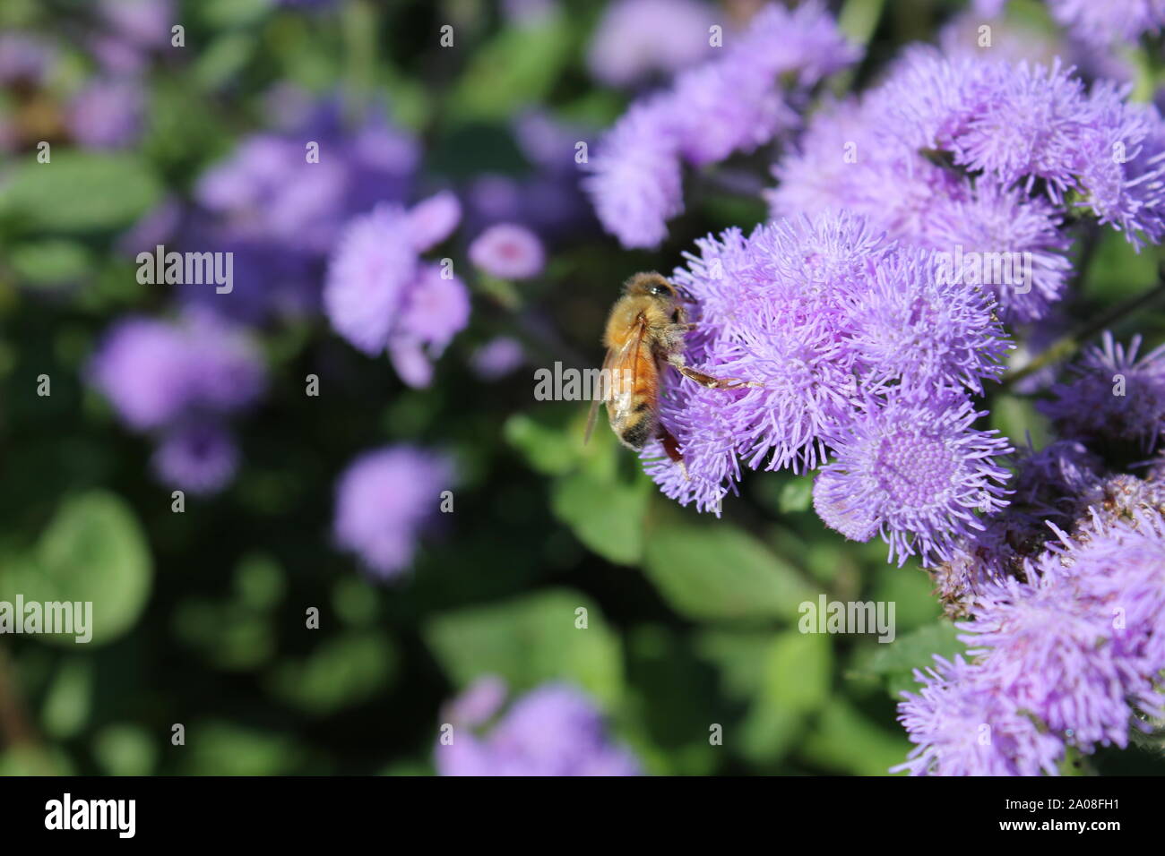 Makhmali flower hi-res stock photography and images - Alamy