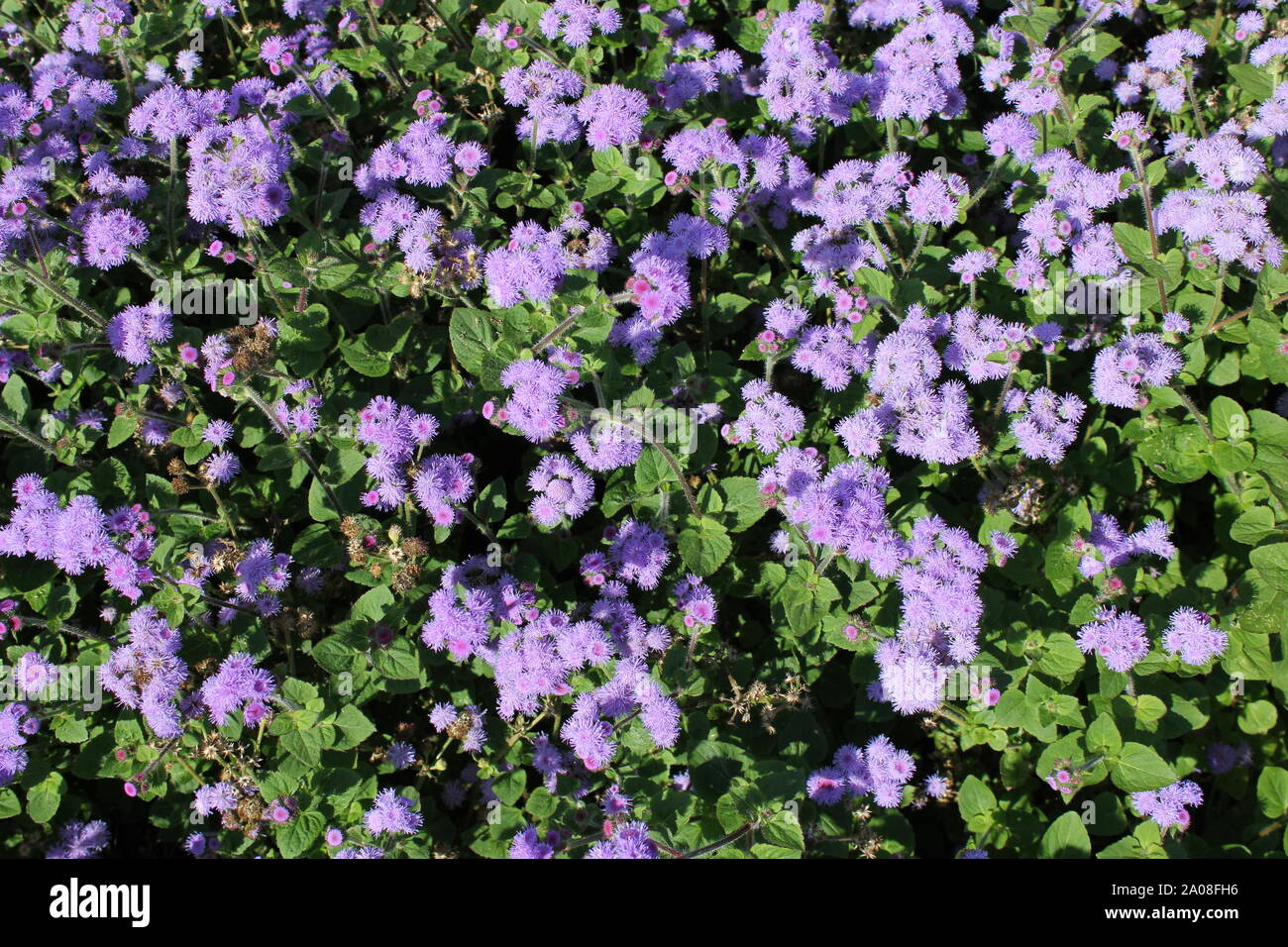 Makhmali flower hi-res stock photography and images - Alamy