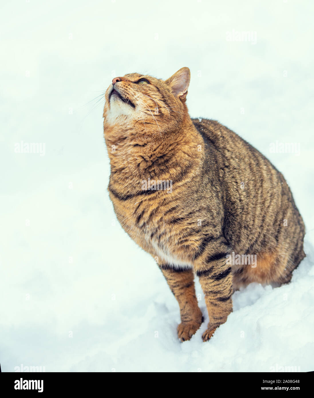 Cute cat snow hi-res stock photography and images - Alamy