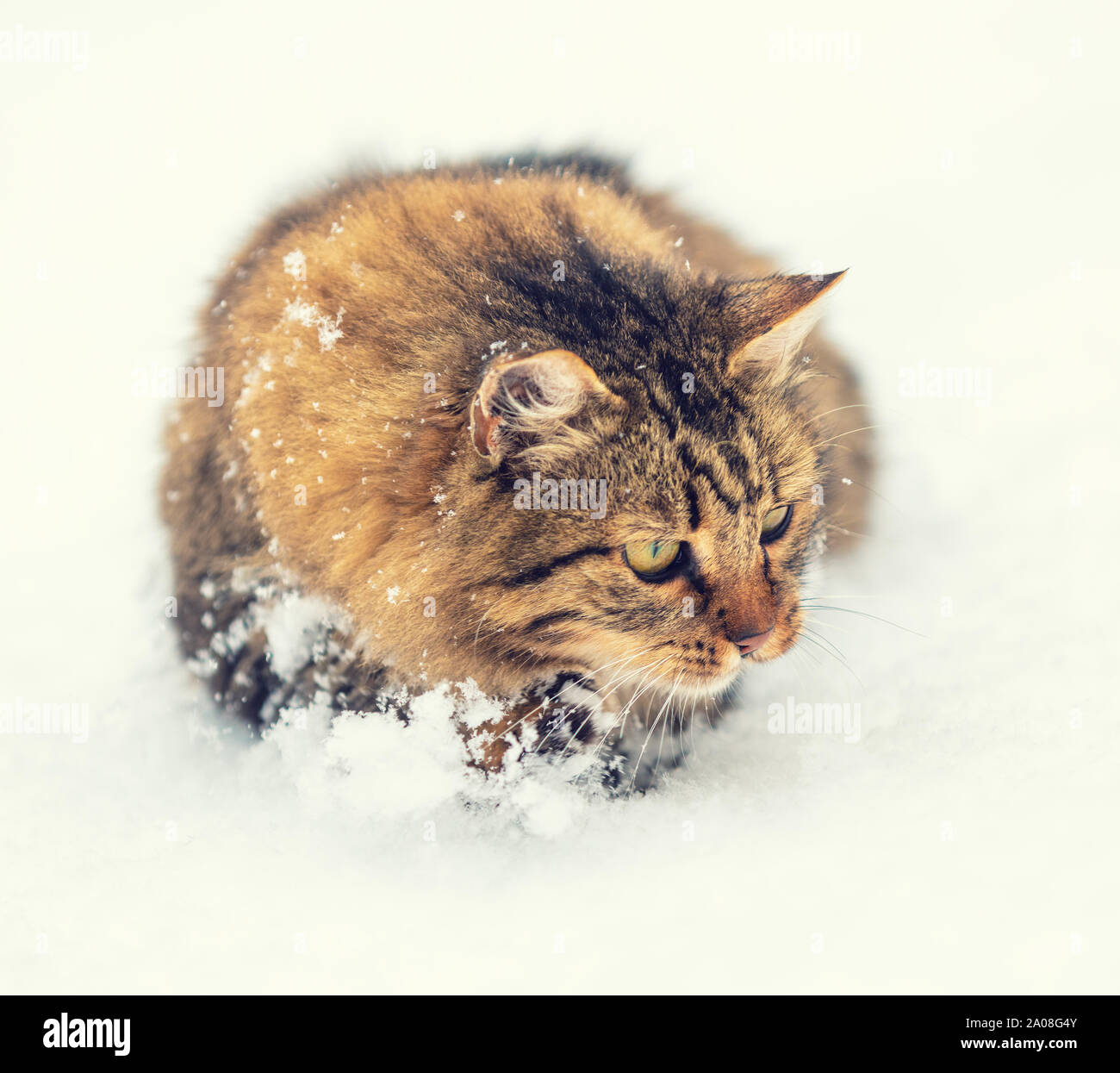 Siberian cat walking in the deep snow in snowy winter Stock Photo - Alamy