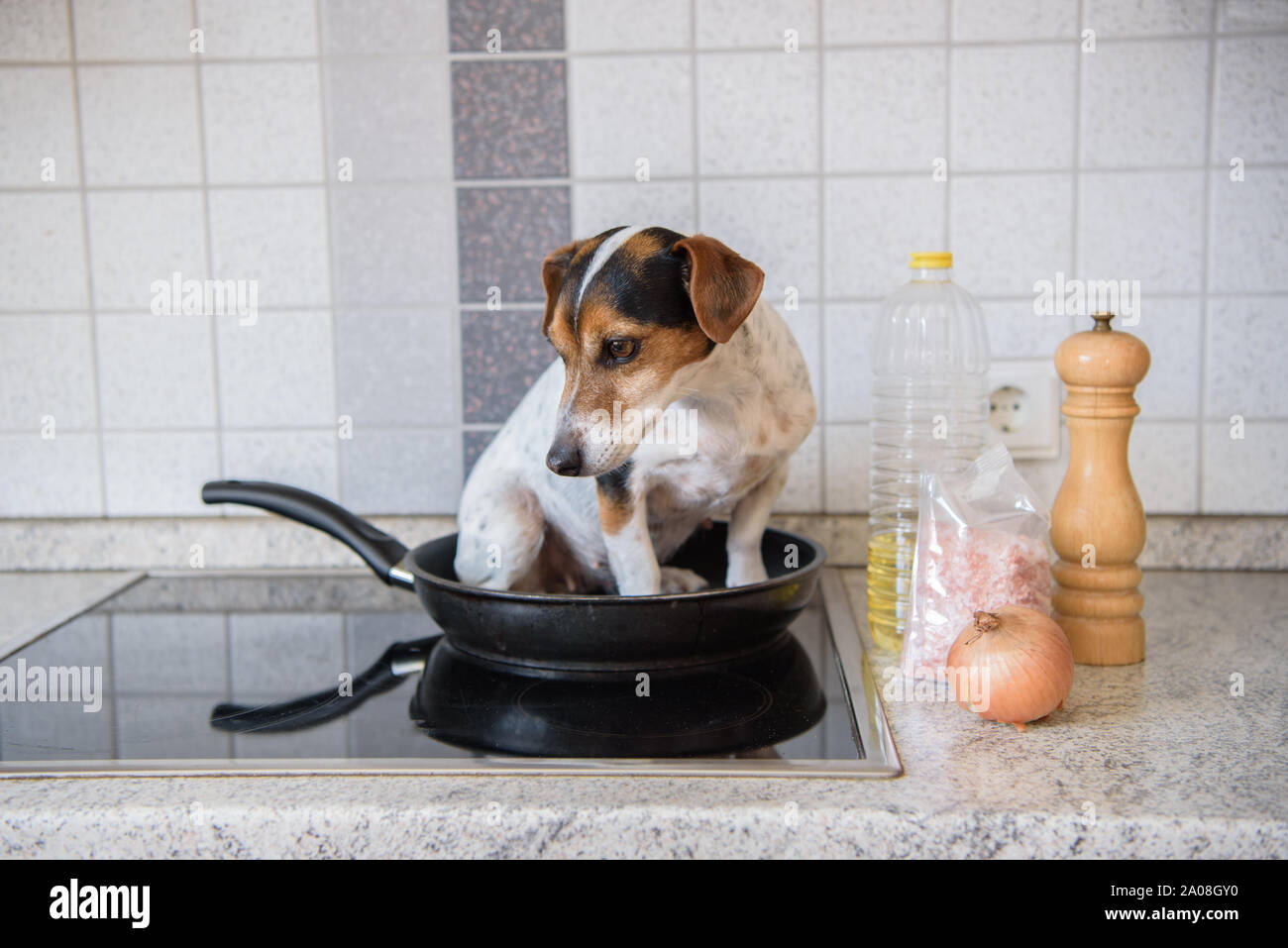 Jack Russell Terrier dog in the pan - hot dog Stock Photo - Alamy