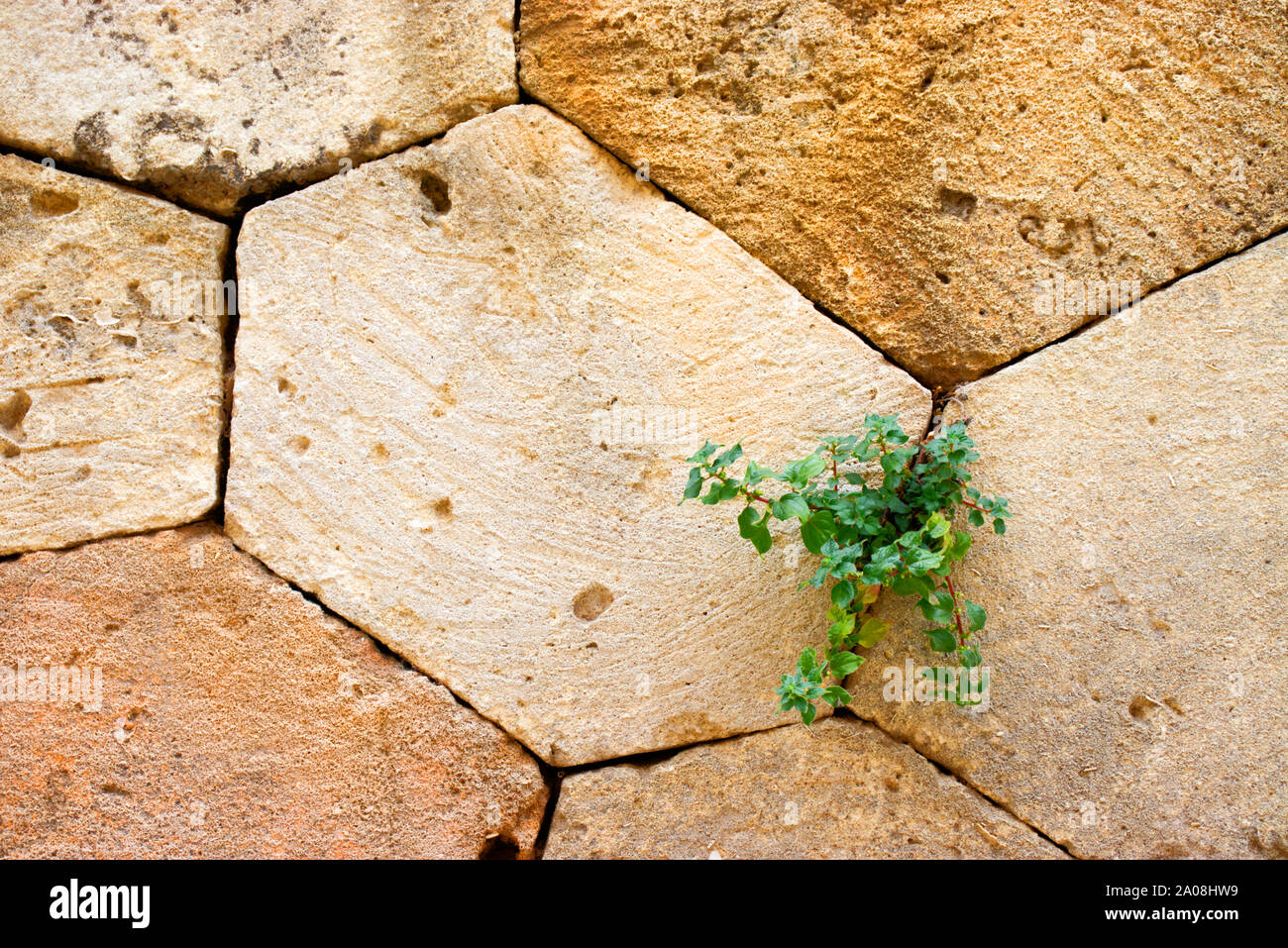 Geometric stone wall with a weed growing from a crack Stock Photo - Alamy