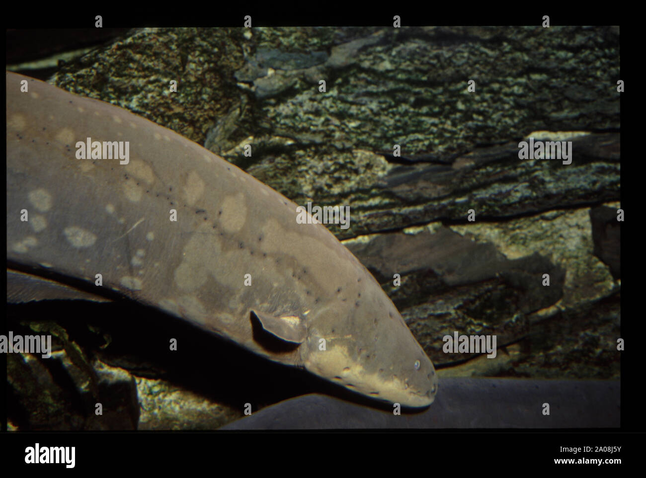 Electric eel hi-res stock photography and images - Alamy