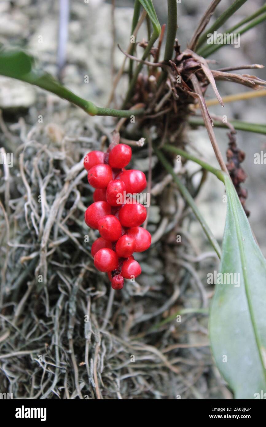Anthurium scolopendrinum hi-res stock photography and images - Alamy