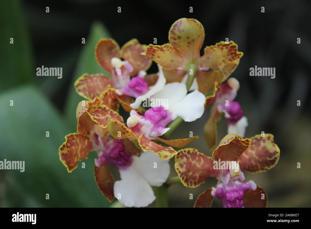 Mules ear flower hi-res stock photography and images - Alamy