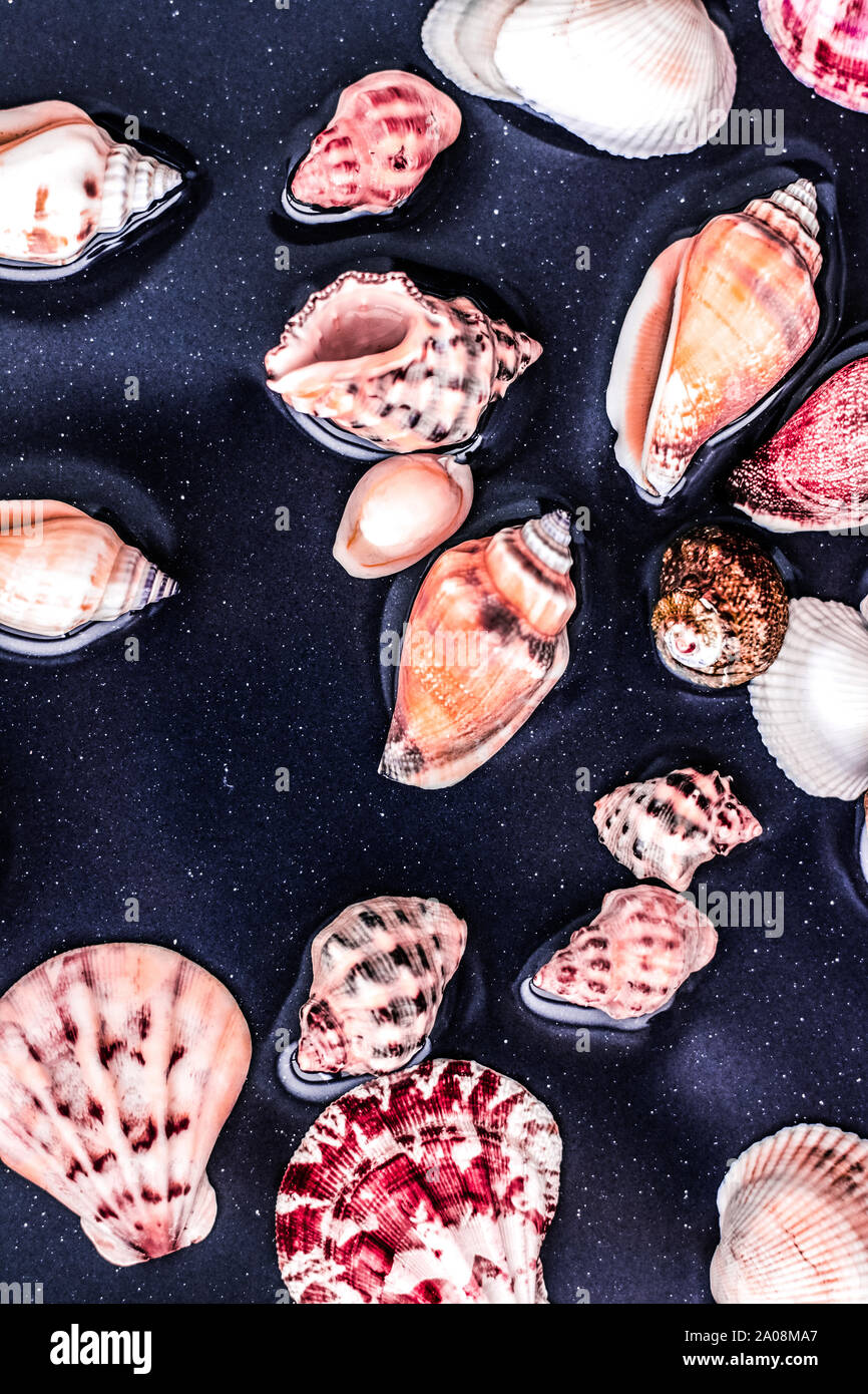 Ocean, nature texture and coastal vacation concept - Sea shell ...