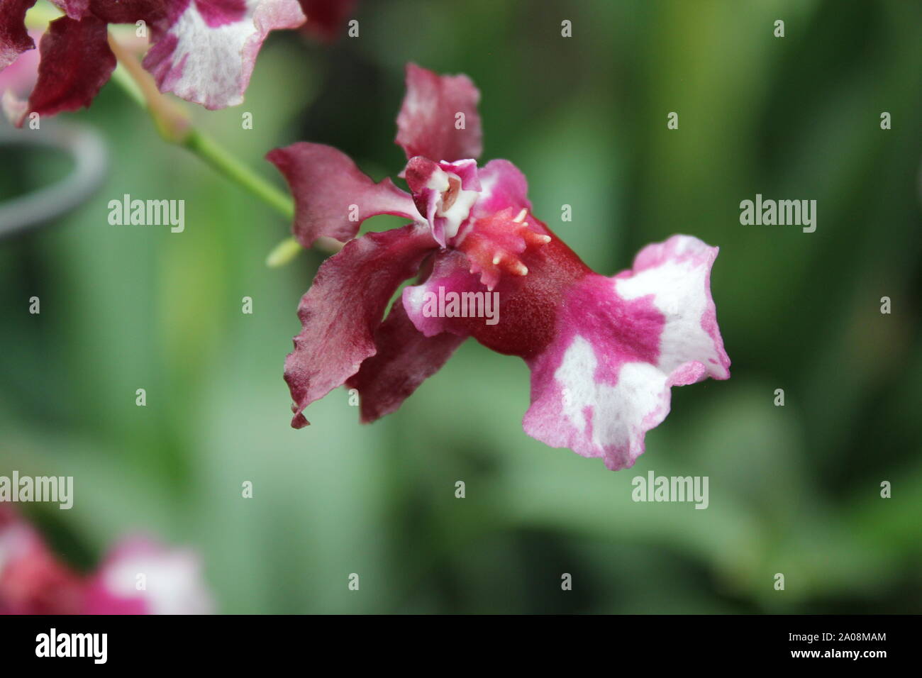 Beautiful sharry baby, Oncidium, chocolate orchid Stock Photo - Alamy