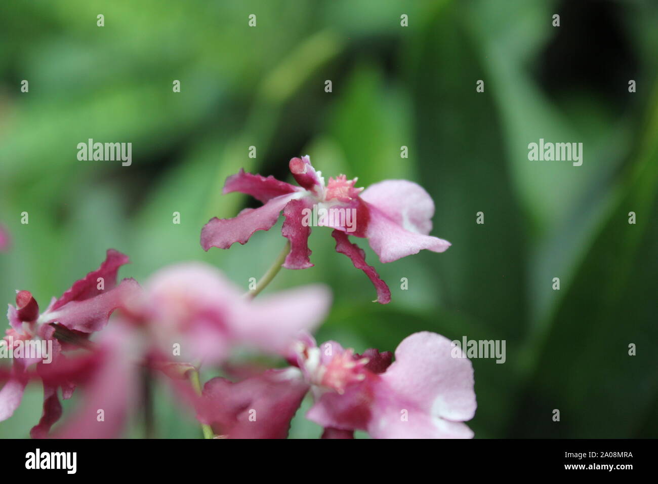 Beautiful sharry baby, Oncidium, chocolate orchid Stock Photo - Alamy