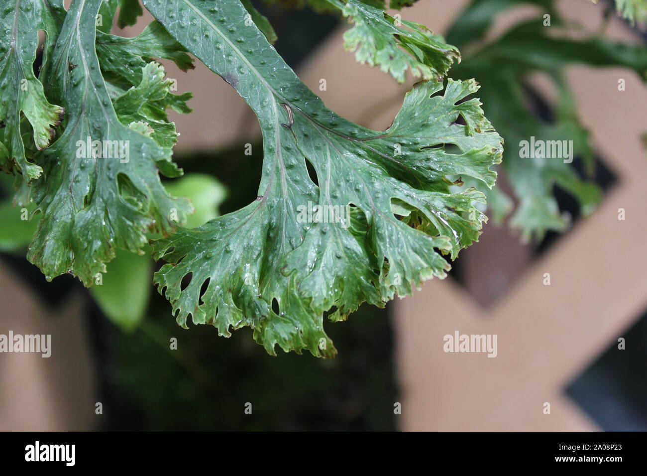 Beautiful hyper rare falax fern plant, Polypodium attenuatum ...
