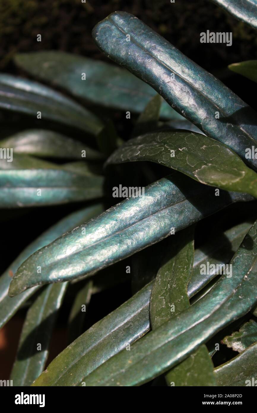 Very rare and unusual blue fern, oil fern, microsorum steerii ...