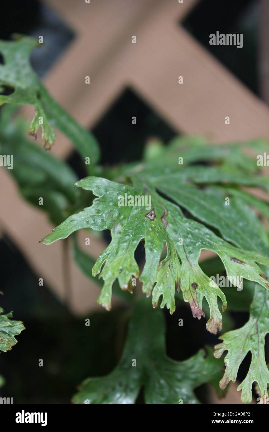 Beautiful hyper rare falax fern plant, Polypodium attenuatum ...