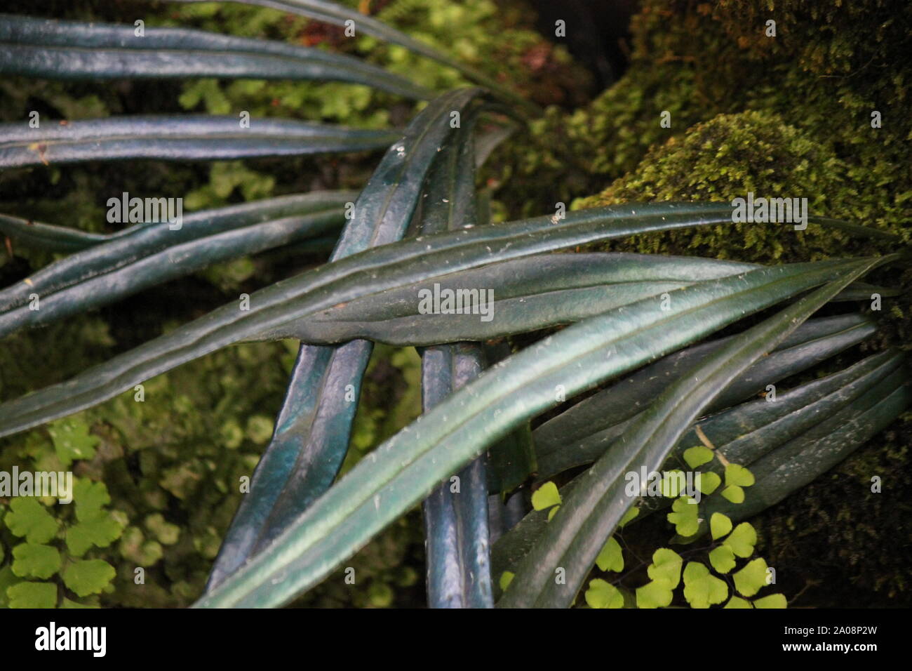 Very rare and unusual blue fern, oil fern, microsorum steerii ...