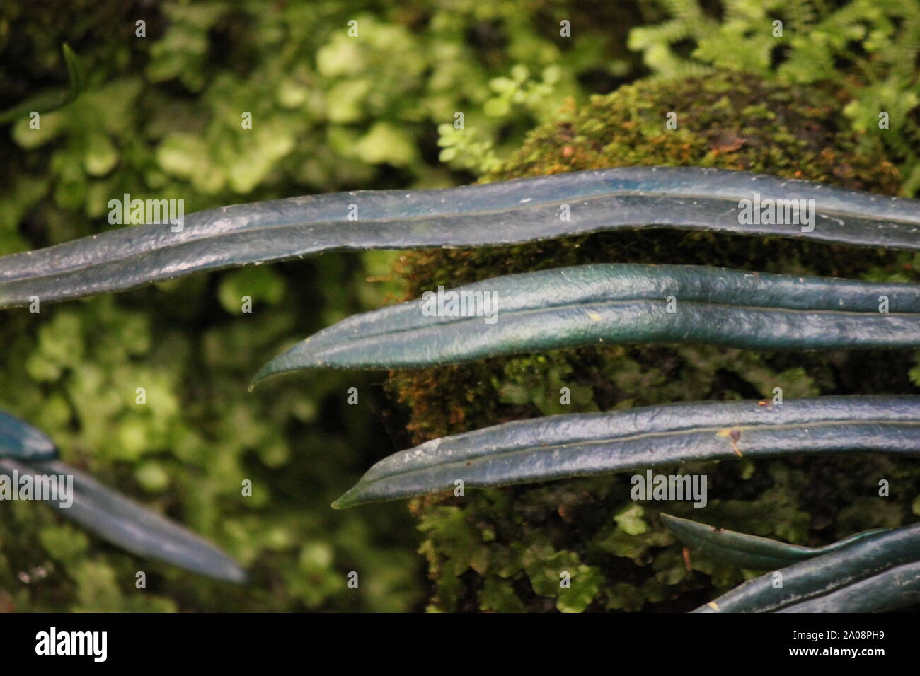 Very rare and unusual blue fern, oil fern, microsorum steerii ...