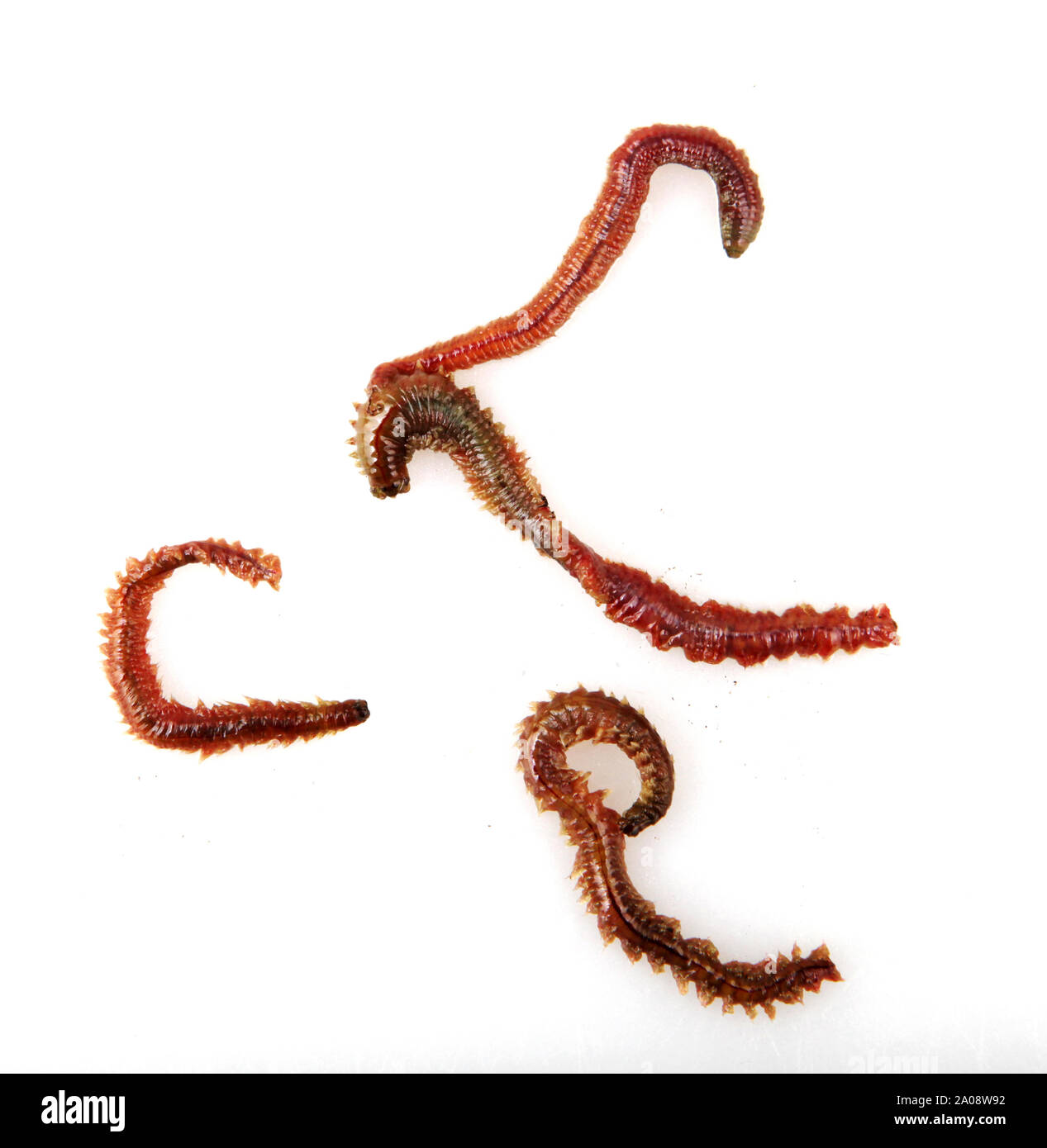 Close-Up Of Clam Worm Against White Background Stock Photo - Alamy