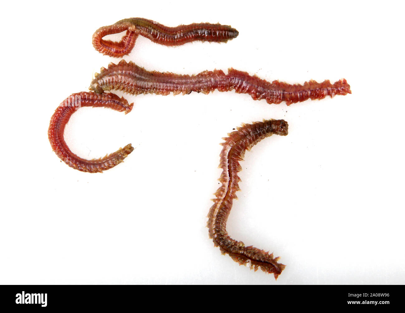 Clam worm hi-res stock photography and images - Alamy