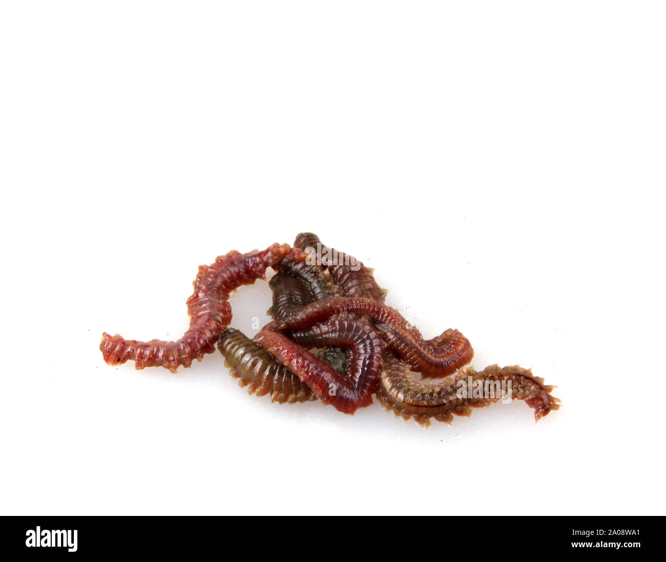 Clam worm Cut Out Stock Images & Pictures - Alamy