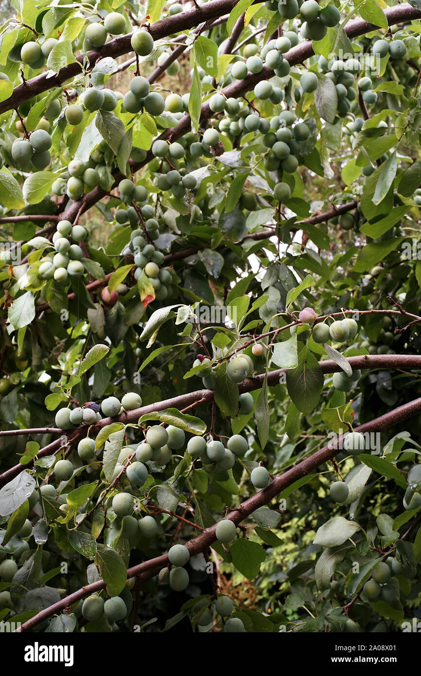 Lots of plums hi-res stock photography and images - Alamy
