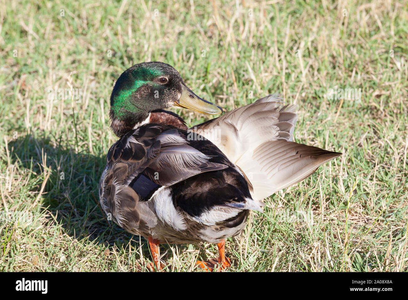 Duck stretching wing hi-res stock photography and images - Alamy