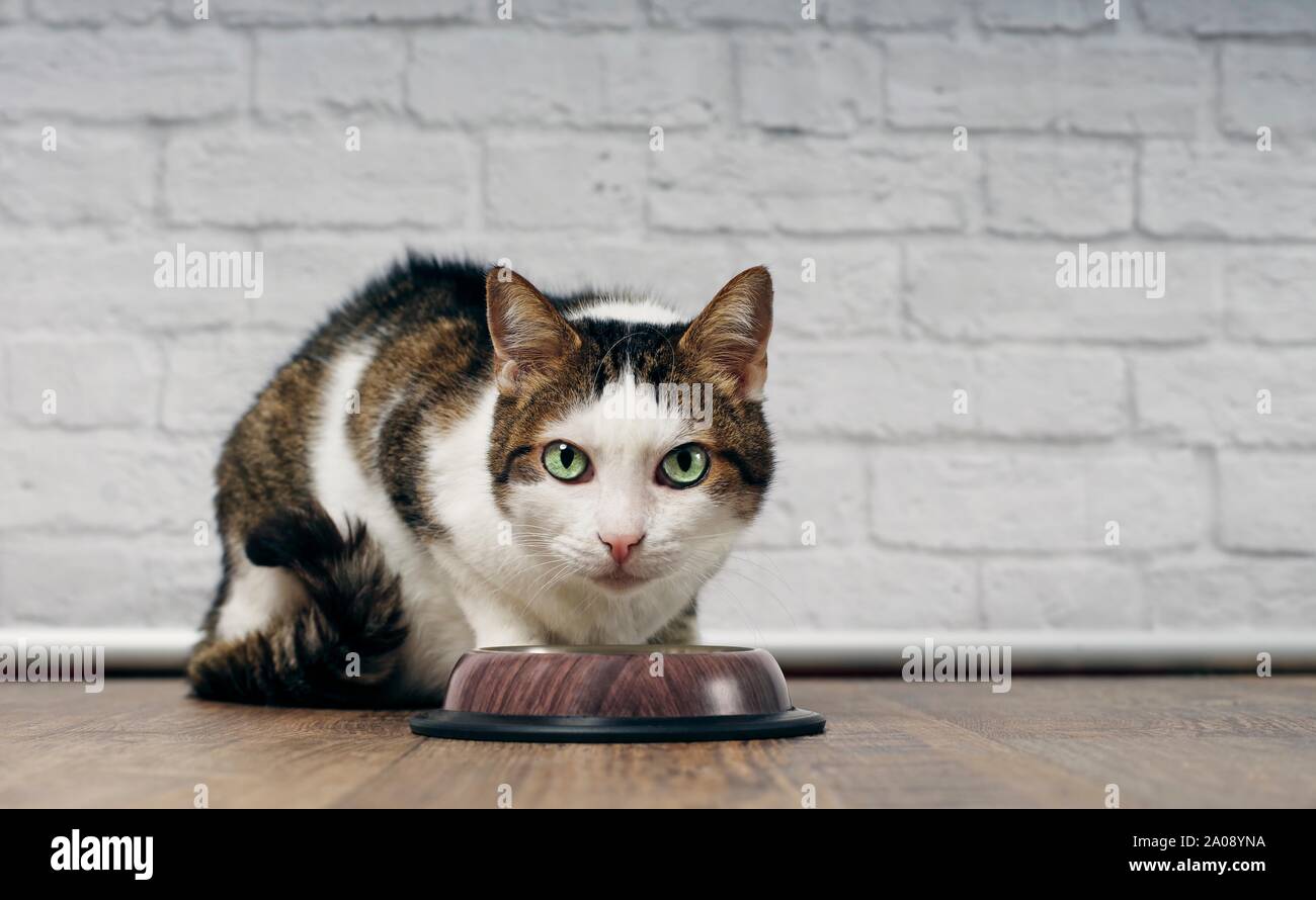 Grumpy tabby cat beside a food dish looking to the camera Stock Photo ...