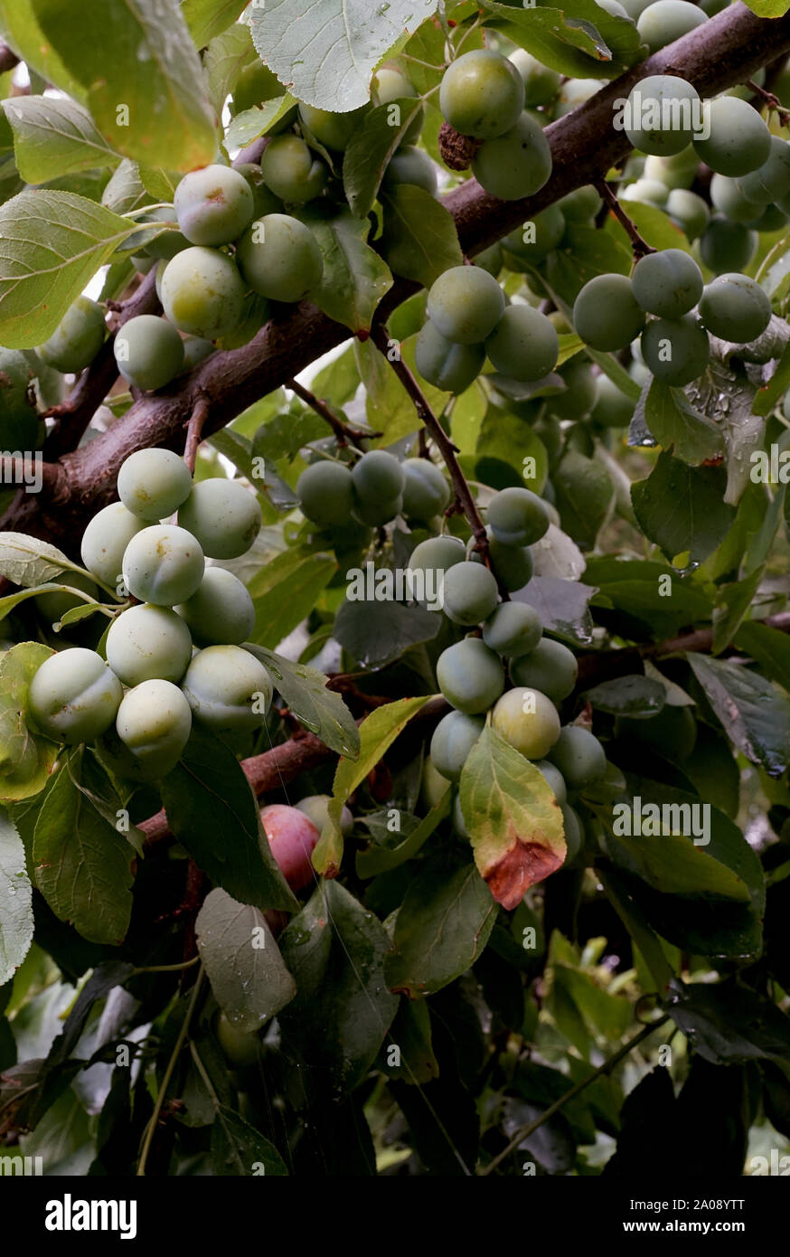 Unripe fruits on plum hi-res stock photography and images - Alamy