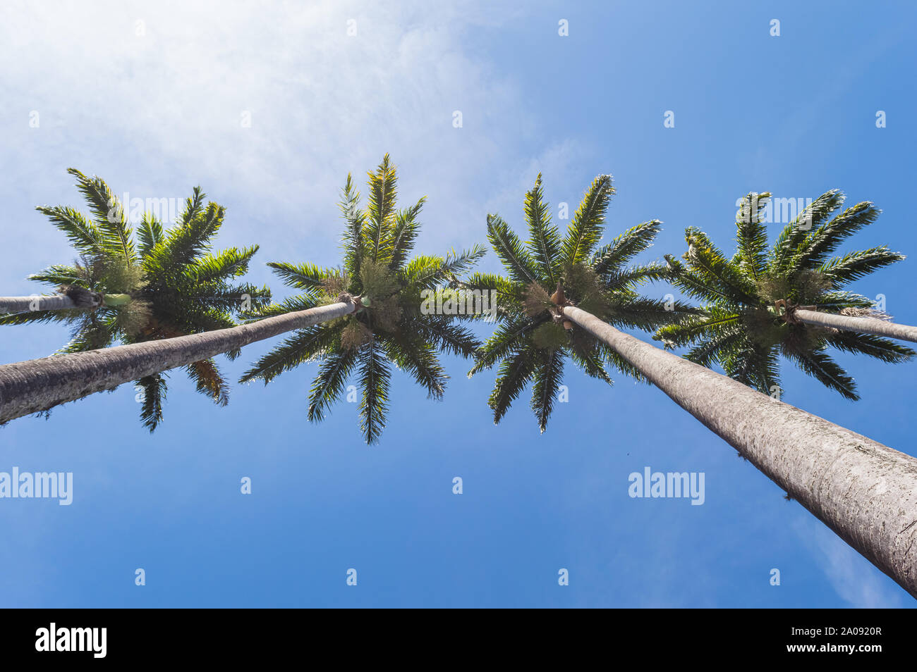 Beautiful tropical palm trees low hi-res stock photography and images ...