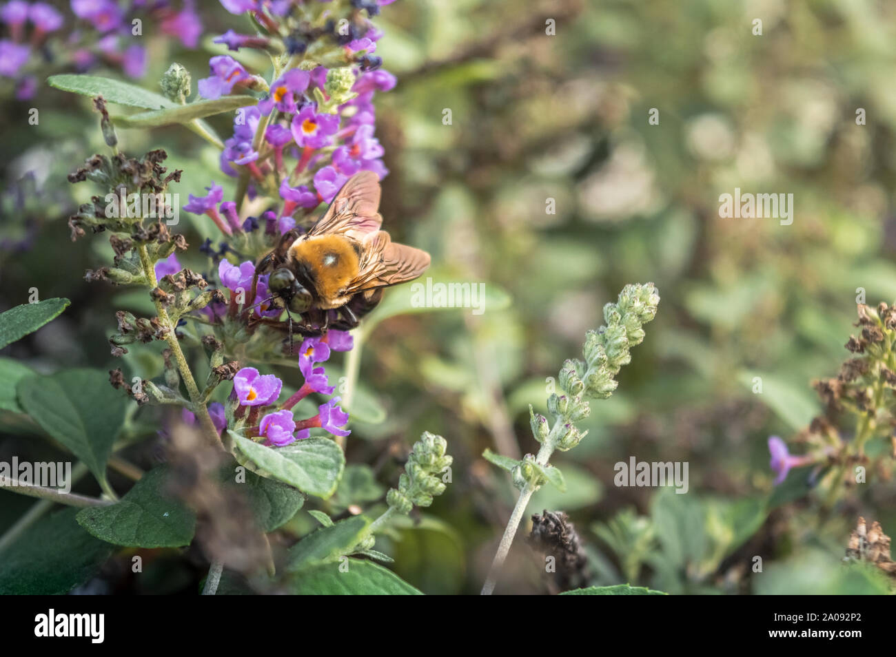 Bee doing pollination in purple flowers during the day Stock Photo - Alamy