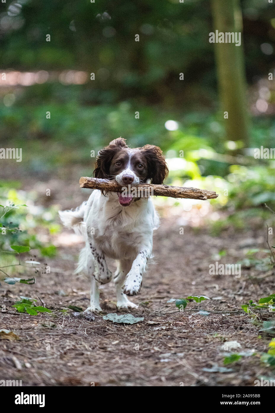 Springer spaniel sitting down hi-res stock photography and images - Alamy
