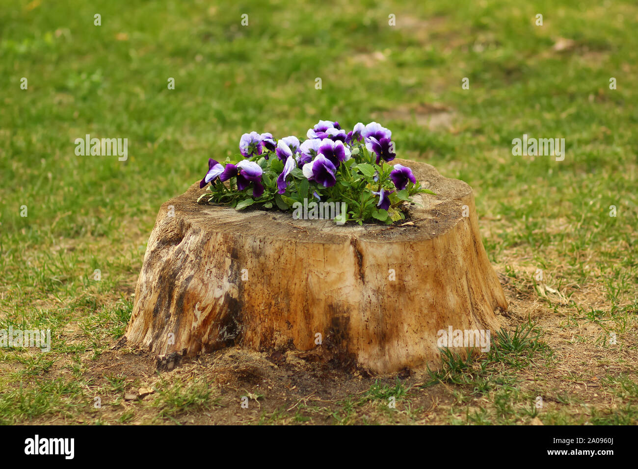 Pansies flowerbed made inside a stump. DIY landscape design Stock Photo ...