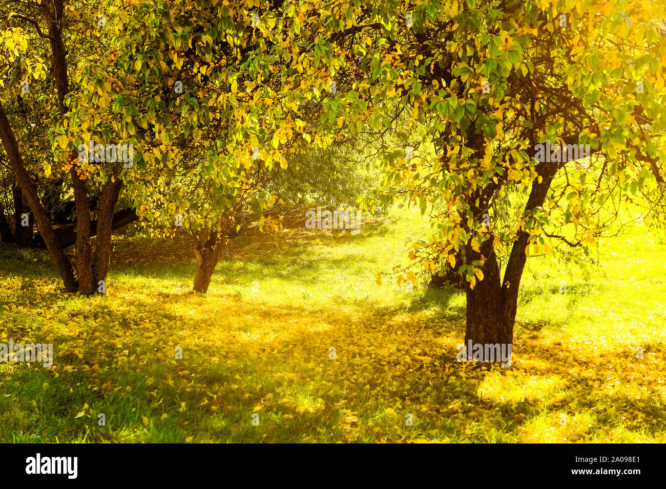 Fall beauty, weather and seasons concept - Autumn nature scene ...
