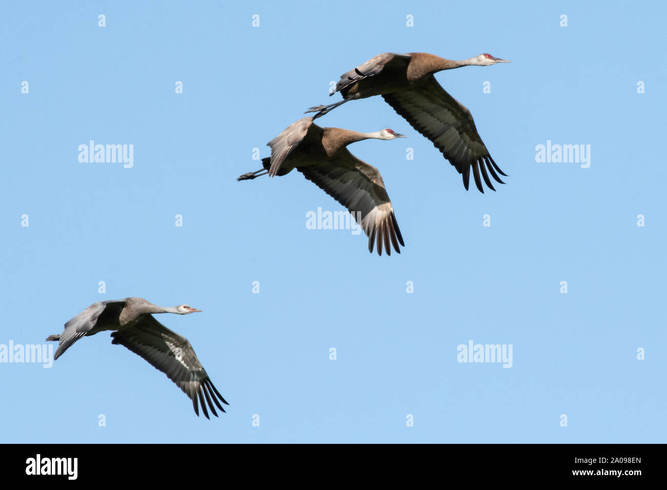 Crane migration hi-res stock photography and images - Alamy