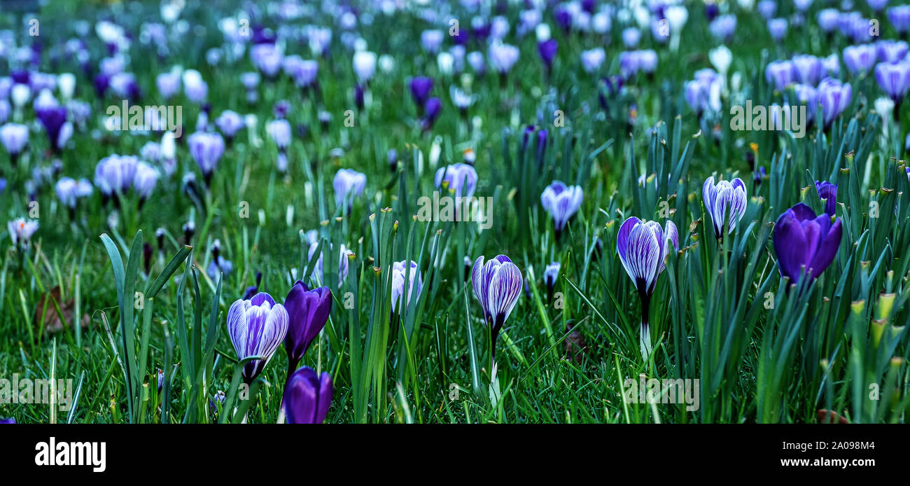 Crocus flower field Stock Photo - Alamy