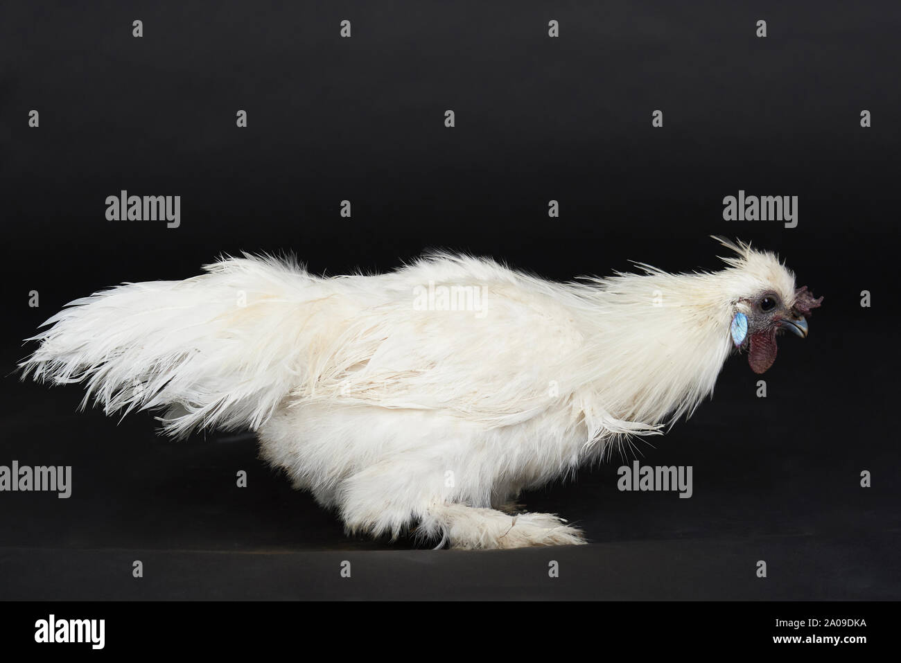 White rooster stand on black background isolated Stock Photo - Alamy