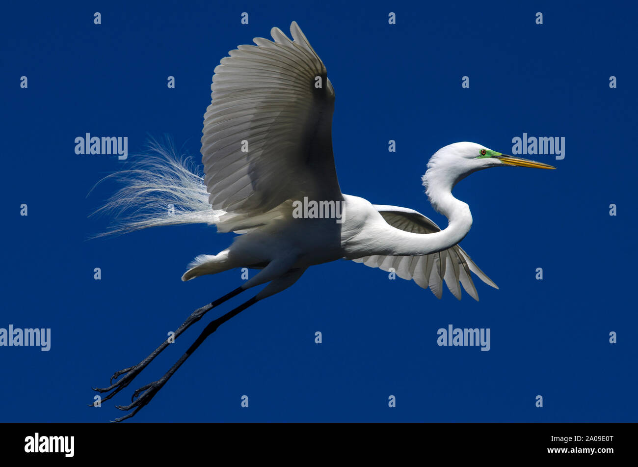 Flying egret hi-res stock photography and images - Alamy