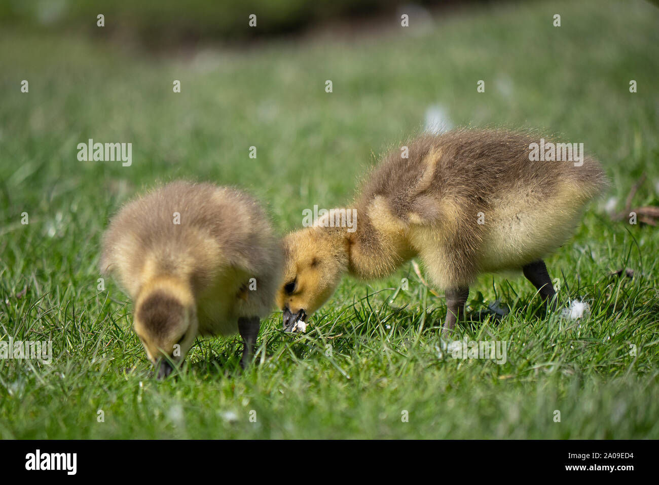 Food on grass hi-res stock photography and images - Alamy