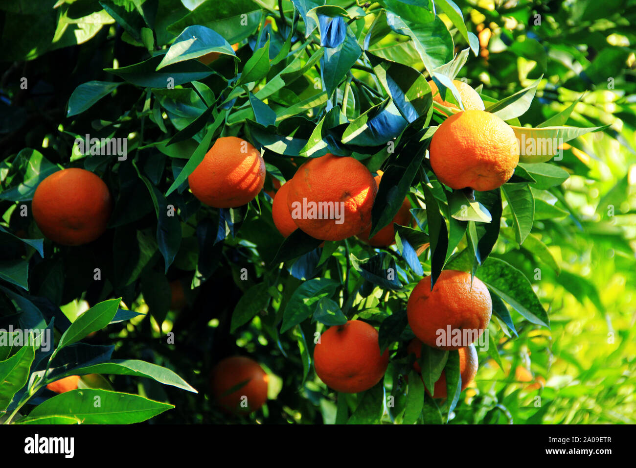 California oranges growing on tree hi-res stock photography and images ...