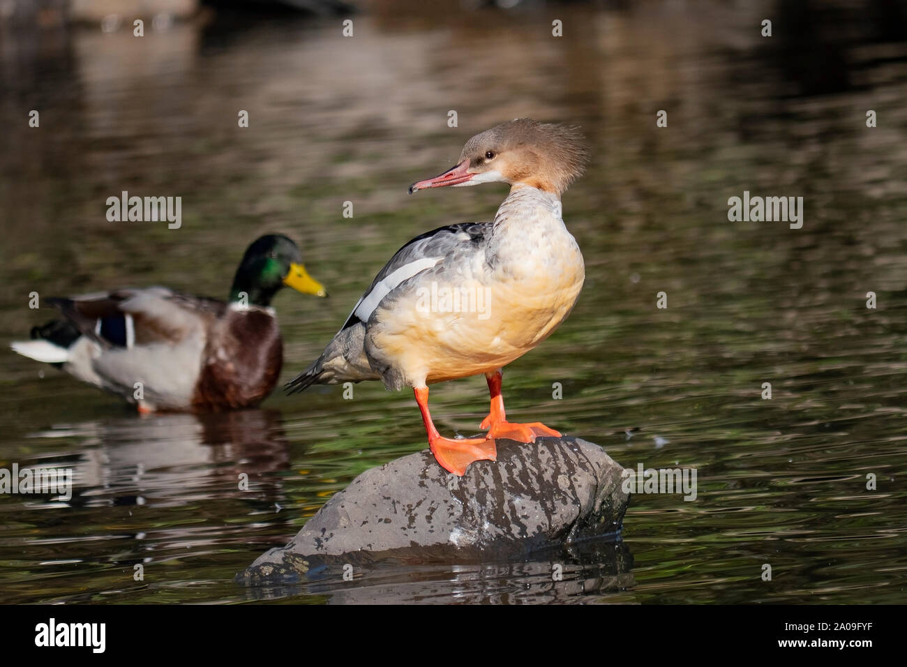 Grebe feet hi-res stock photography and images - Alamy