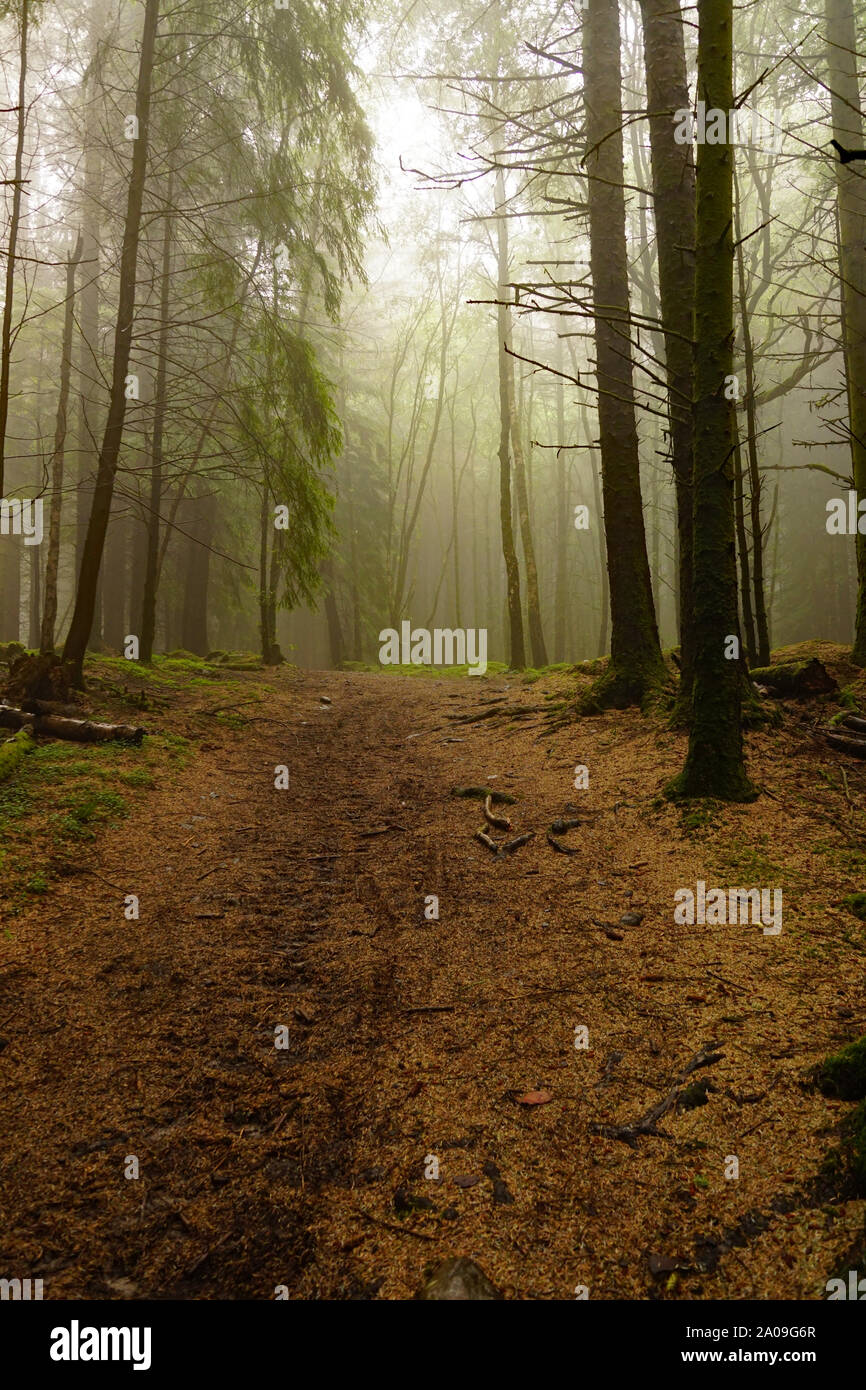 Misty Glencoe Lochan Trails Walk in Scotland, Scottish Highlands Stock ...