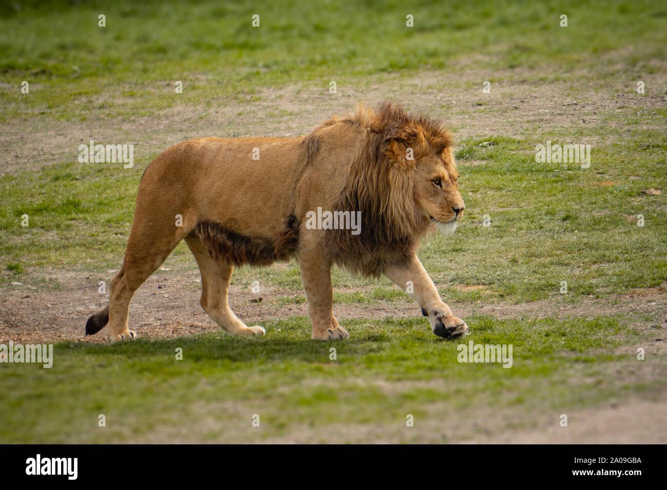 Lion prowling on grassy plains Stock Photo - Alamy