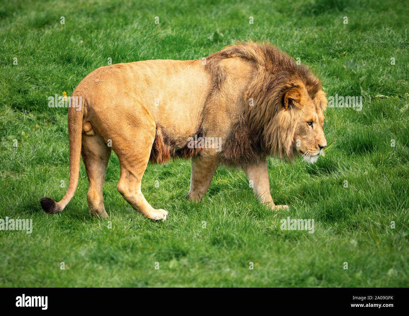 Lion prowling hi-res stock photography and images - Alamy