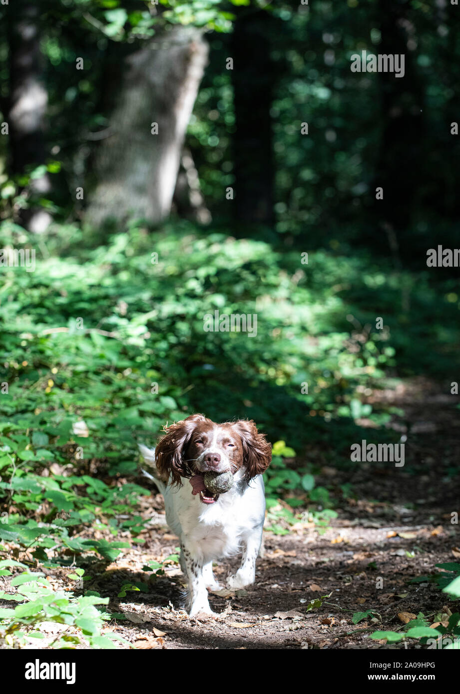 Springer spaniel sitting down hi-res stock photography and images - Alamy