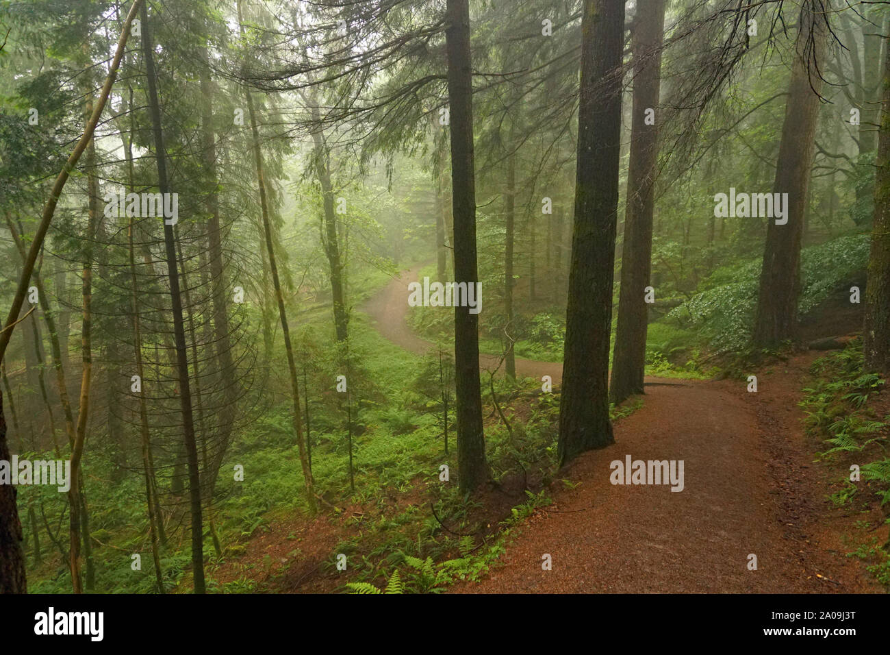 Misty Glencoe Lochan Trails Walk in Scotland, Scottish Highlands Stock ...