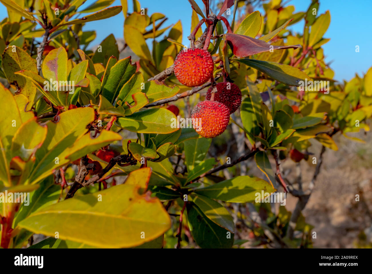 Arbutus unedo tree hi-res stock photography and images - Alamy