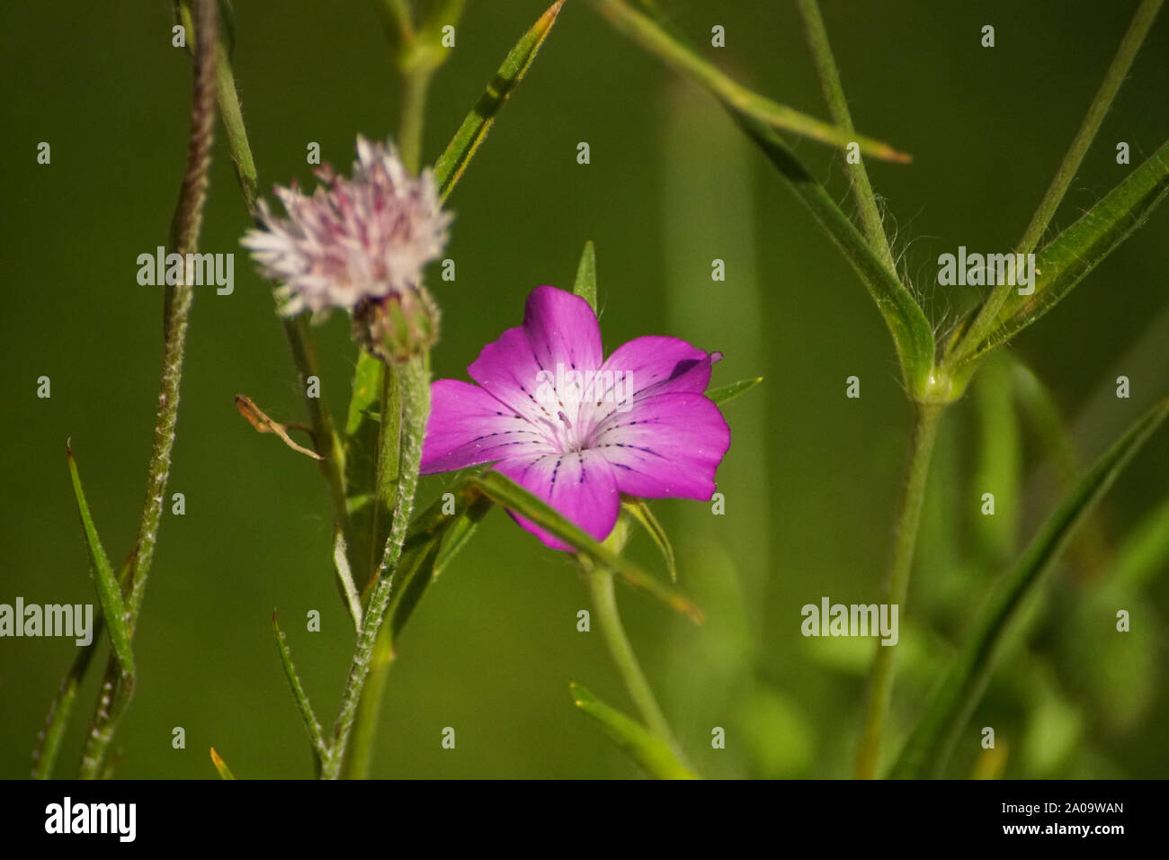 Colourful Wildflower, Colourful Wildflower, Green Background, Purple ...