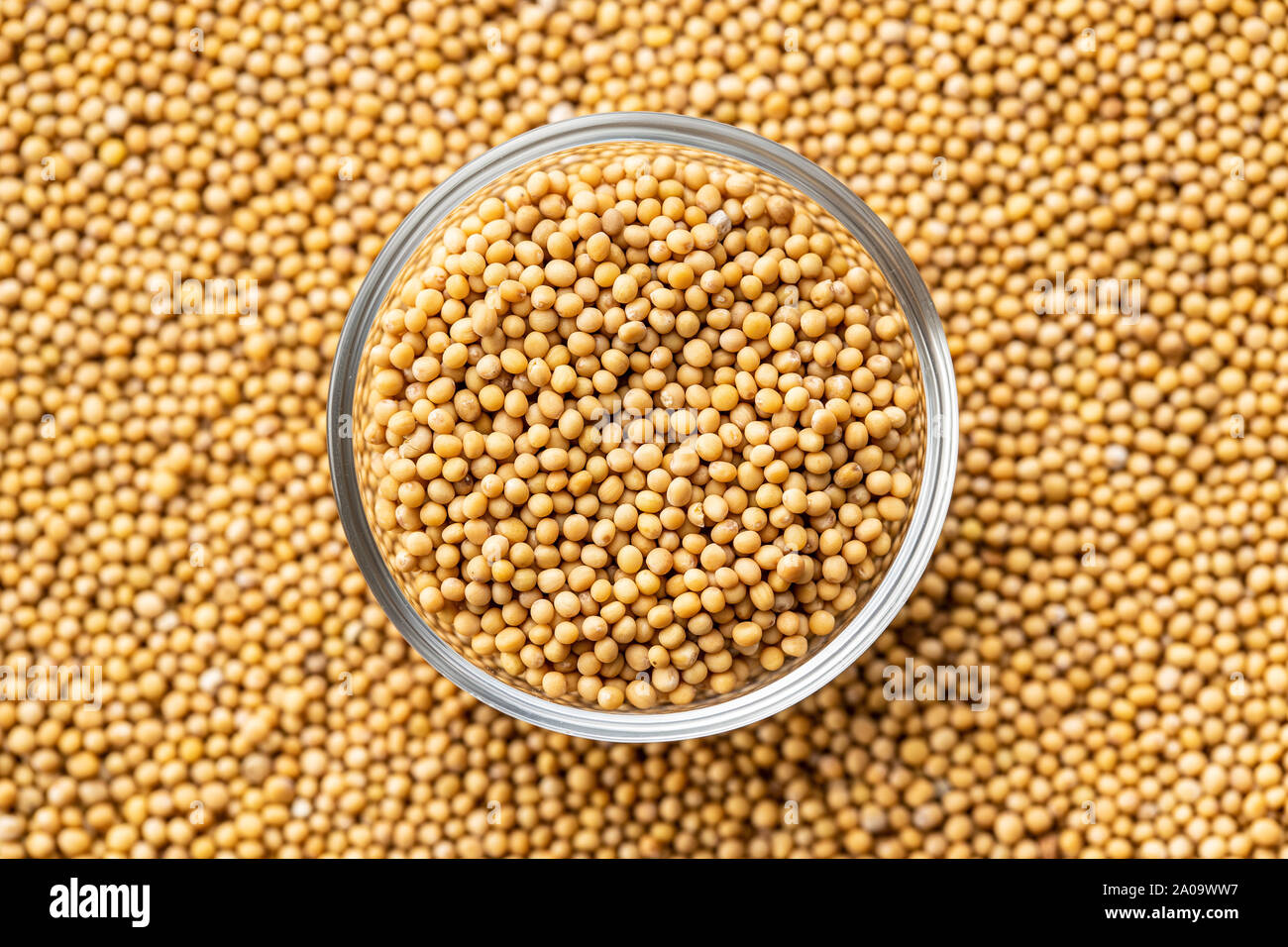 Yellow mustard seeds hi-res stock photography and images - Alamy