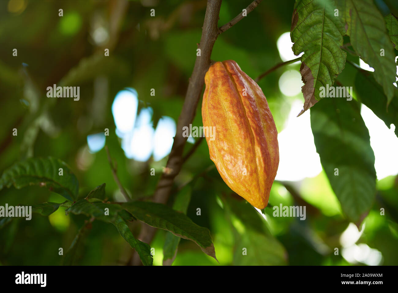Yellow cocoa pod hi-res stock photography and images - Alamy
