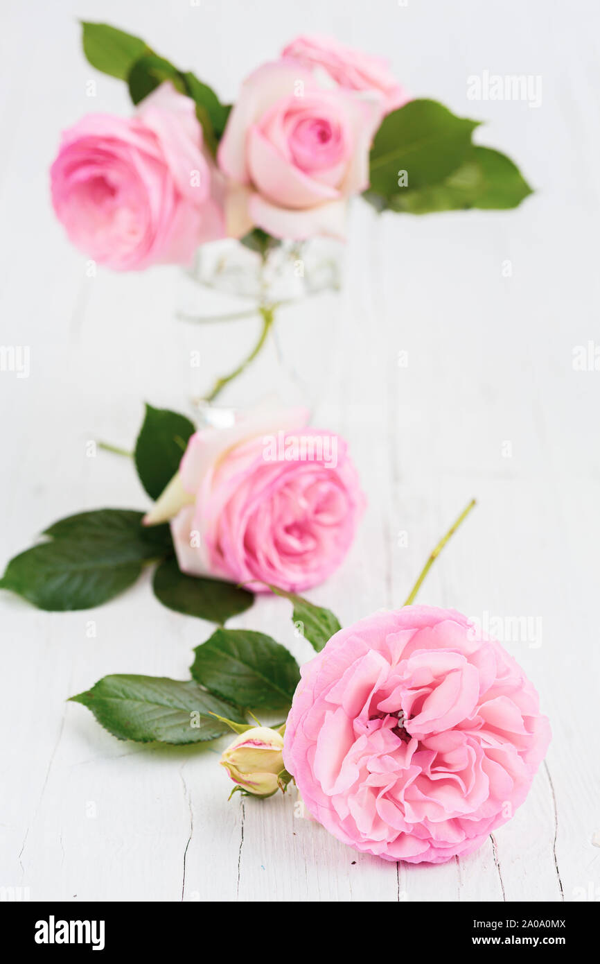 Fragile roses hi-res stock photography and images - Alamy