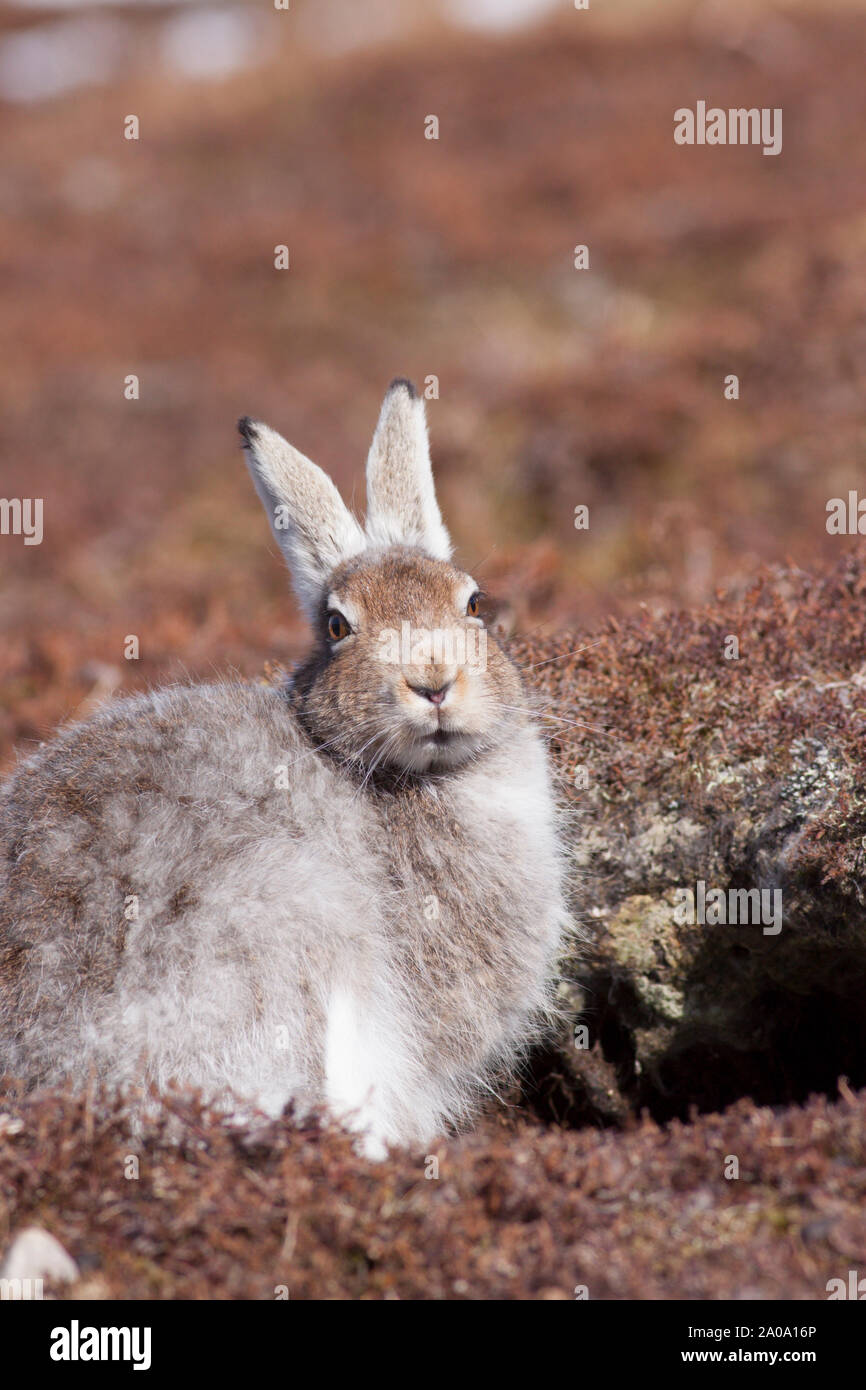 Mountain hares scotland hi-res stock photography and images - Alamy