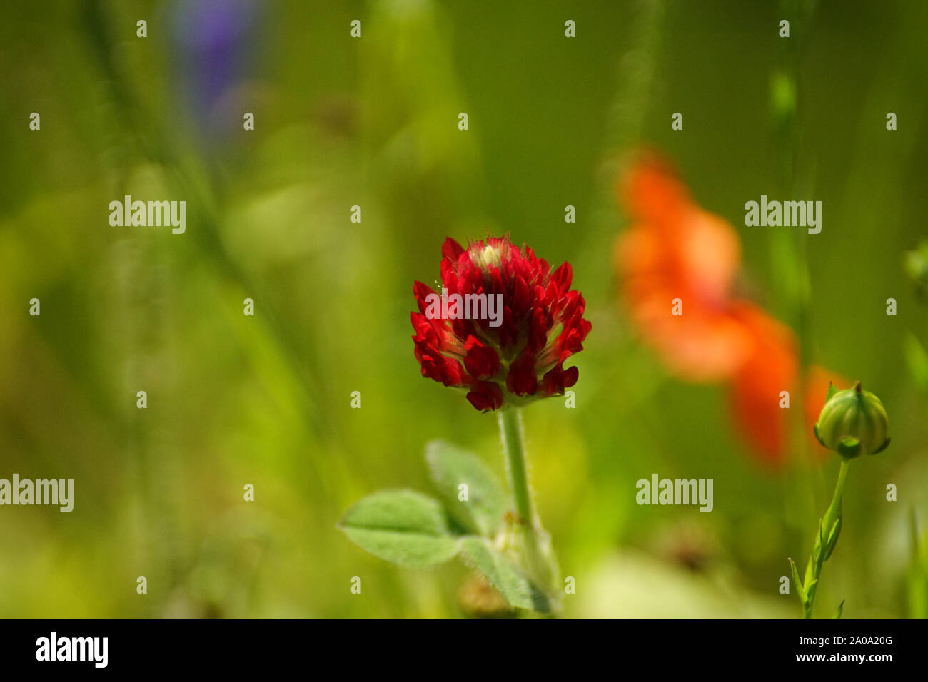 Red clover patch hi-res stock photography and images - Alamy